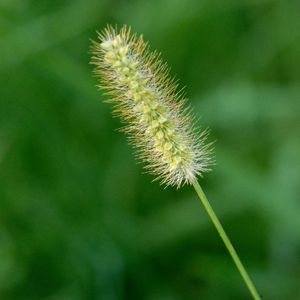 Yellow Foxtail (Setaria helvola) - PictureThis