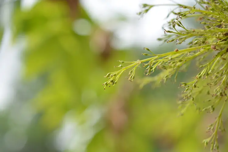 How to Plant and Grow Green ash(Fraxinus pennsylvanica)