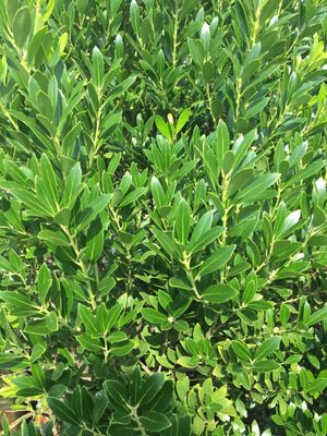 Inkberry 'Shamrock' (Ilex glabra 'Shamrock') - PictureThis