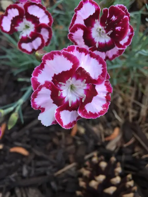 Pinks 'Raspberry Swirl' (Dianthus 'Raspberry Swirl') Flower, Leaf, Care ...