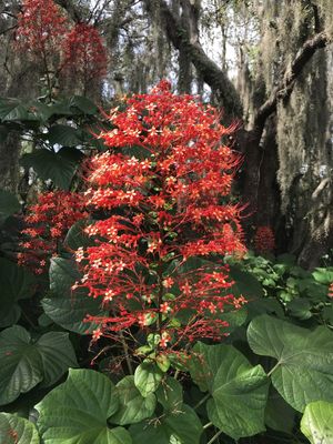 How to Grow and Care for Pagoda flower
