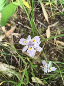 How to Prune Thread iris