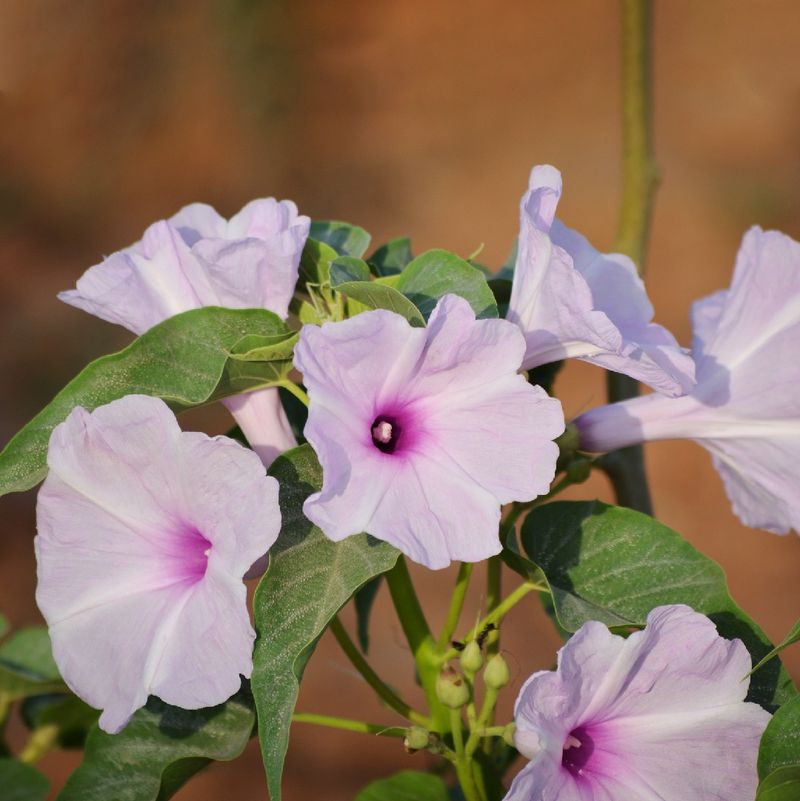 What Are the Common Problems of Pink morning glory?