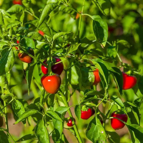 Pimiento cherry (Cherry pepper) - PictureThis