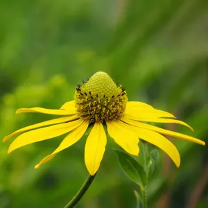 How to Pollinate Cutleaf coneflower? (Pollinators, Time Window, Enhance ...