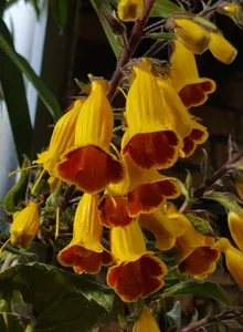 Where To Place Oldham's gold woodland foxglove In Feng Shui ...