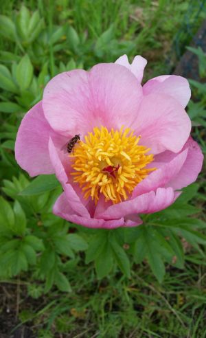 Paeonia lactifolia 'Roselette' - PictureThis
