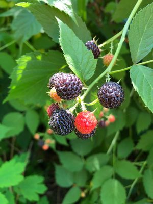 How to Grow and Care for Black raspberry 'Jewel'