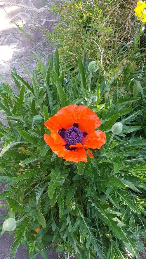 Papaver orientale 'Prince of Orange' - PictureThis