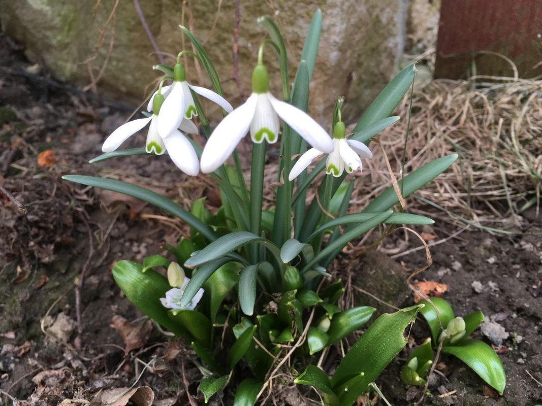 Exploring the Language and Meaning Behind Snowdrops