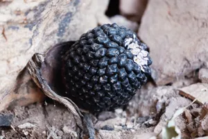 How to Propagate Voodoo lily