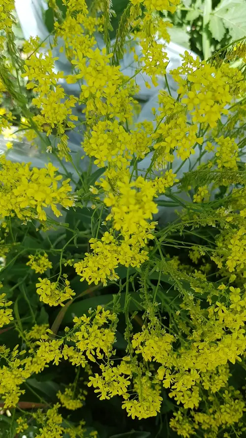 Bunia oriental (Bunias orientalis) - PictureThis