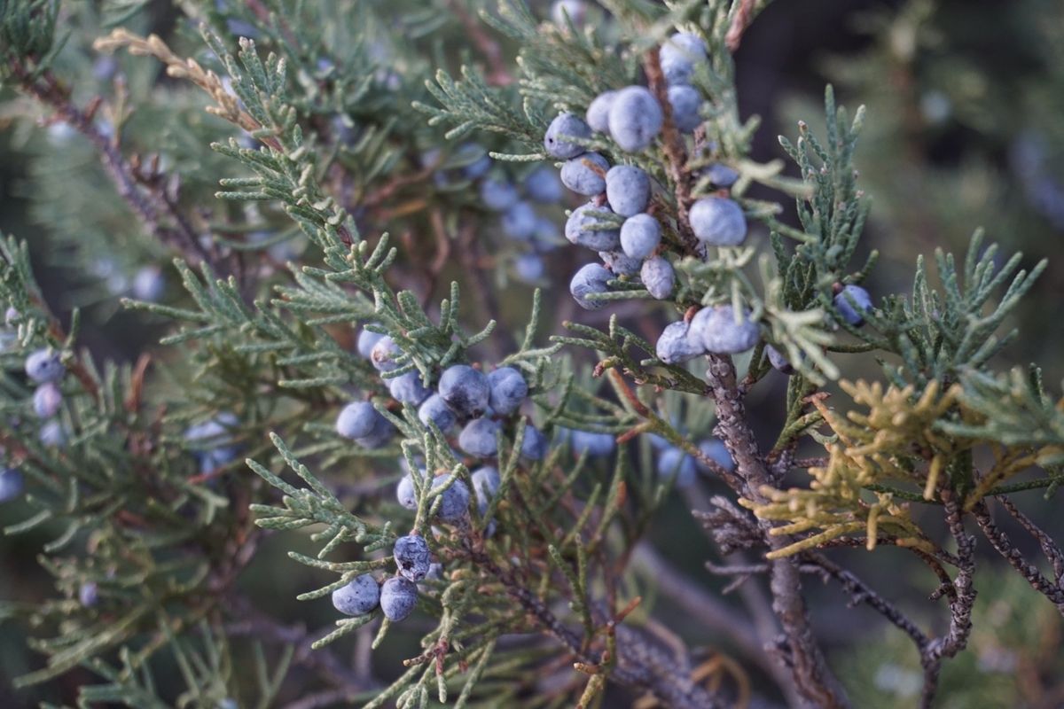 How to Incorporate French alpine juniper in Your Landscape Design?