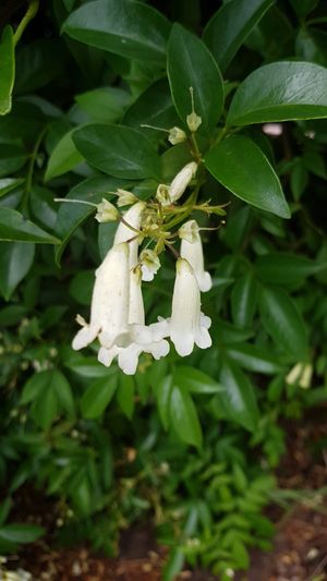 How to Grow and Care for Pandorea