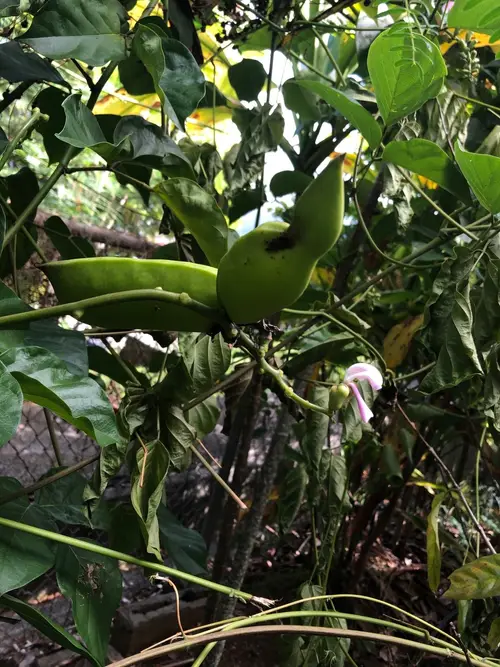 Asian beach jackbean (Canavalia lineata) Flower, Leaf, Care, Uses ...