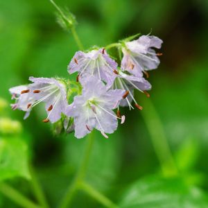 Great Waterleaf (Hydrophyllum appendiculatum) - PictureThis