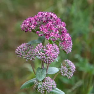 How to Propagate Orpine