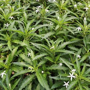 Star of Bethlehem - Hippobroma longiflora (Care, Characteristics ...