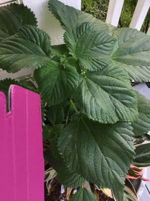How to Grow and Care for False nettle