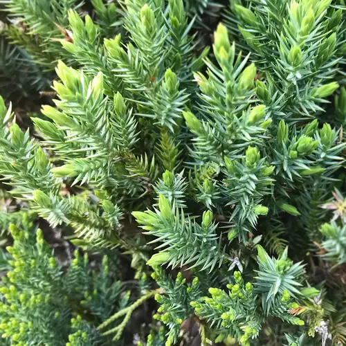 Formosan juniper (Juniperus formosana) Flower, Leaf, Care, Uses ...