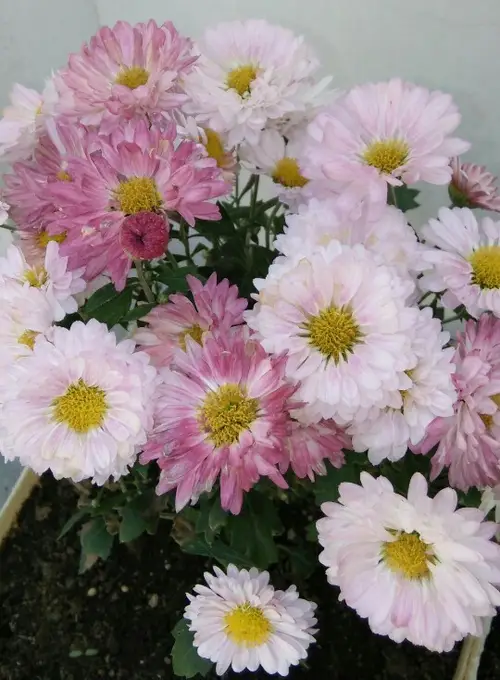 Chrysanthemum 'Enbee Wedding' - PictureThis