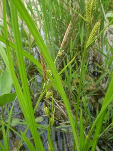 How to Prune Curved-utricle sedge