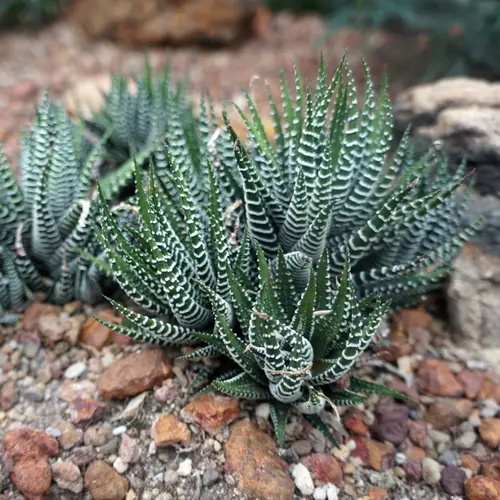 Planta cebra (Haworthiopsis fasciata) - PictureThis