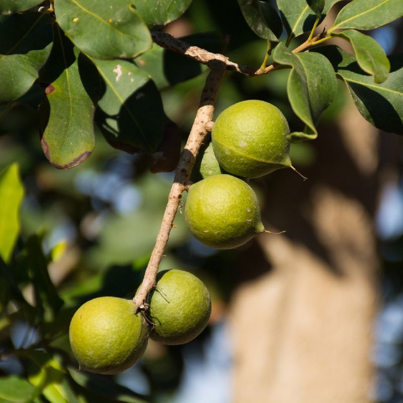 ¿Cuánta Luz Solar Necesita un Macadamia?