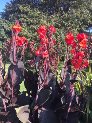 How to Grow and Care for Canna lily 'Tropicanna Black'