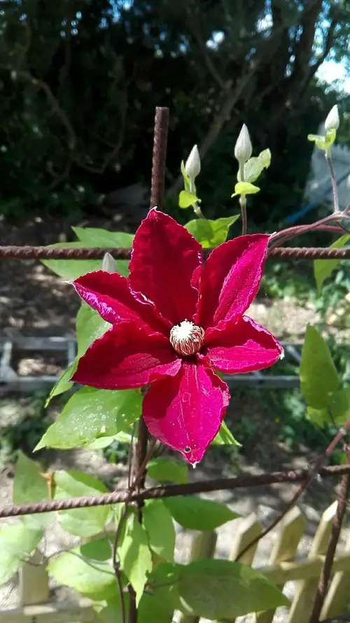 Clematis 'Rebecca' - PictureThis
