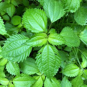 How to Grow and Care for Clearweed