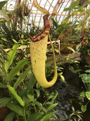 How to Grow and Care for Raffles' pitcher-plant