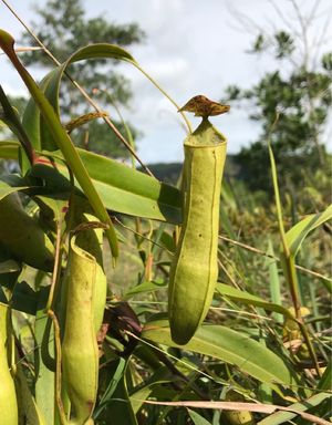 Slender pitcher-plant (Nepenthes gracilis) - PictureThis