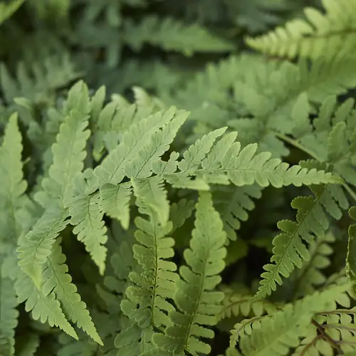 How to Plant and Grow Marginal wood fern(Dryopteris marginalis)