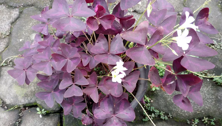 How to Plant and Grow False shamrock(Oxalis triangularis)