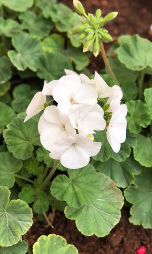 Geranios 'White' - Geranium 'White' (Cuidado, Características, Flor ...