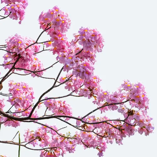 Apamate (Tabebuia rosea) - PictureThis