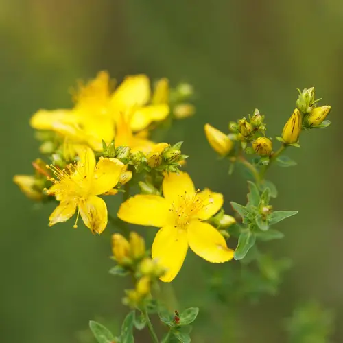 Hierba de San Juan (Hypericum perforatum) - PictureThis