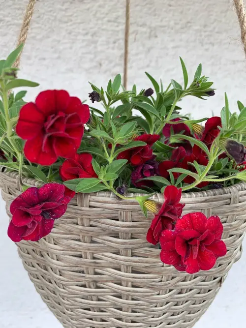Calibrachoa 'Superbells Double Ruby' - PictureThis