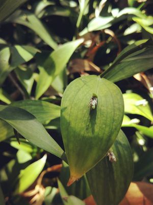 How to Grow and Care for Ruscus