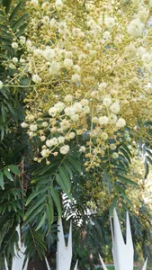 How to Transplant Cedar wattle? (Ideal time, Methods, and Post Care)