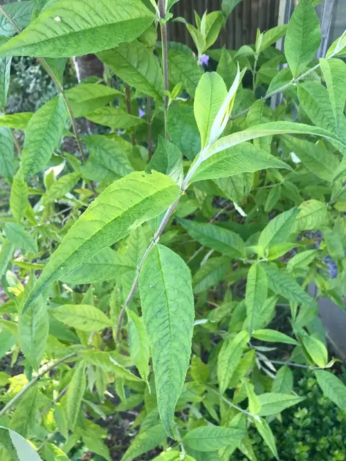 White flowered butterfly bush (Buddleja albiflora) Flower, Leaf, Care ...