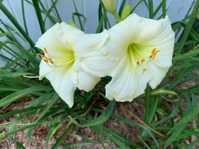 Hemerocallis 'Gentle Shepherd' 照顧，種植，繁殖，開花時間 - PictureThis