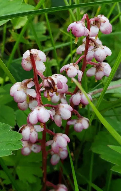 Pyrola asarifolia - PictureThis