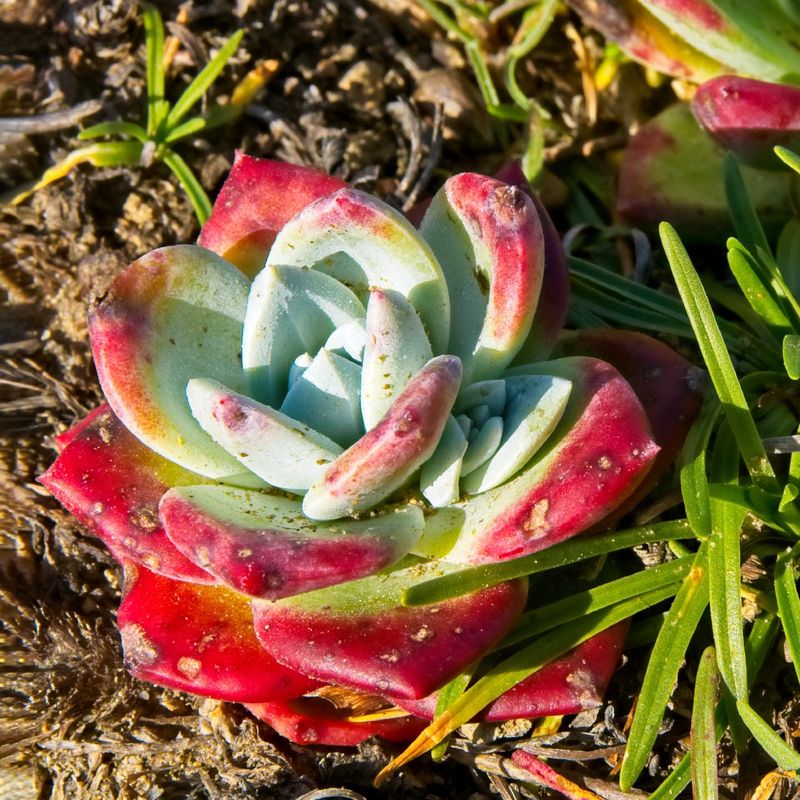 Unveiling Bluff Lettuce: Language, Symbolism, and Unique Uses