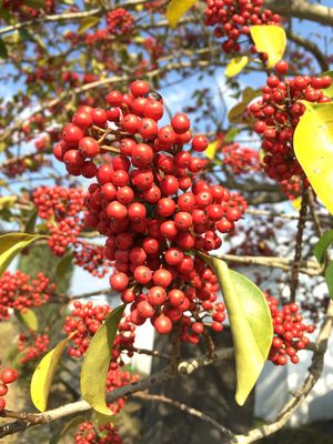 Kurogane holly - Ilex rotunda (Care, Characteristics, Symbolism, Images)
