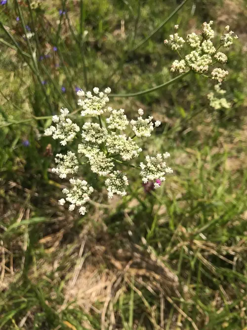 Trinia glauca - PictureThis