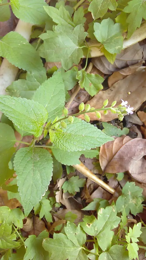Cadillo de bolsa (Priva lappulacea) - PictureThis