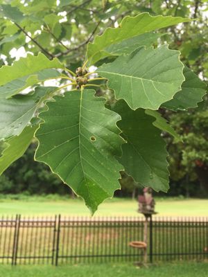 How to Grow and Care for Dwarf chinquapin oak