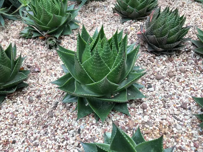 Aloe Aristata Green Pearl (Aloe aristata 'Cosmo') Flower, Leaf, Care ...